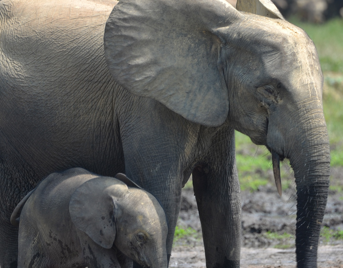 Scientists discover how elephant extinction threatens everything from ...